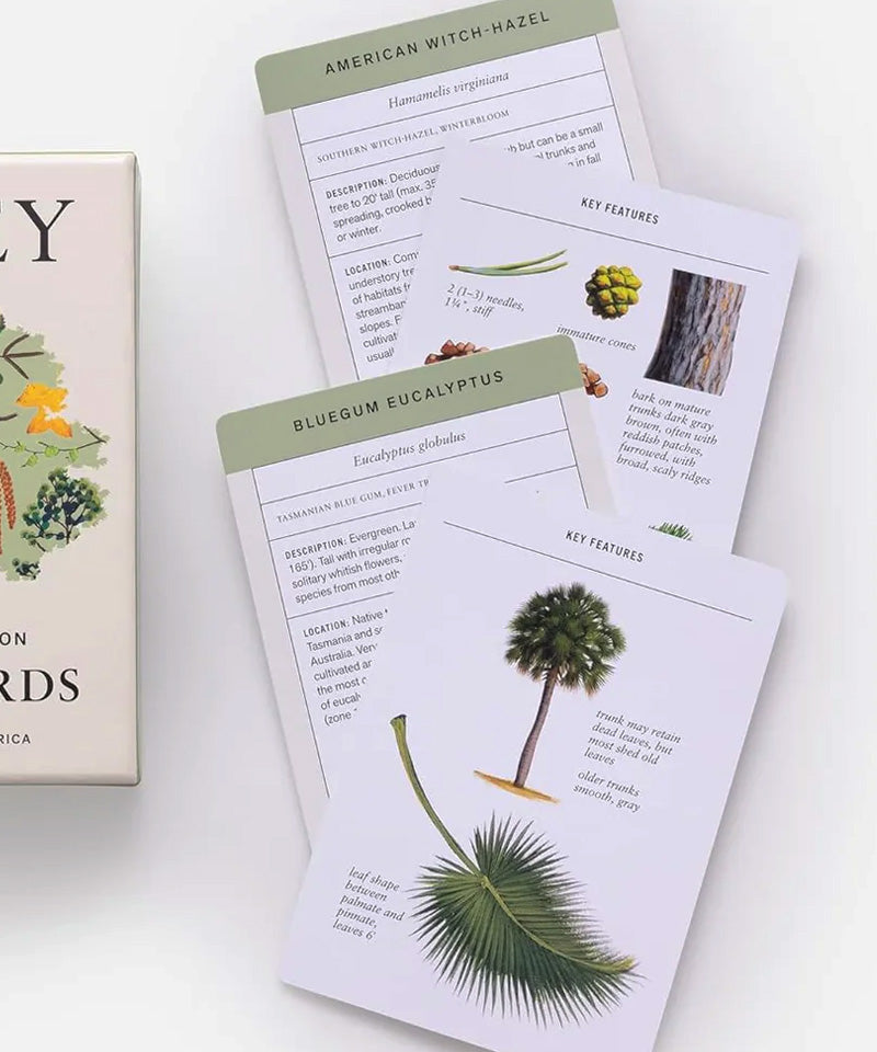 Sibley Tree Identification Flashcards – Ellicott & Co.